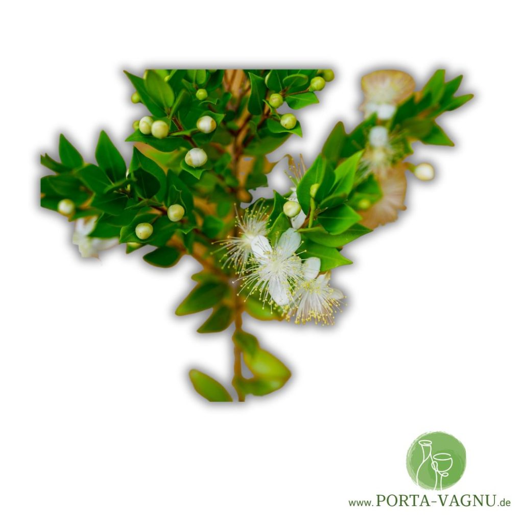 Mirto Verde di Muravera von Bresca Dorada