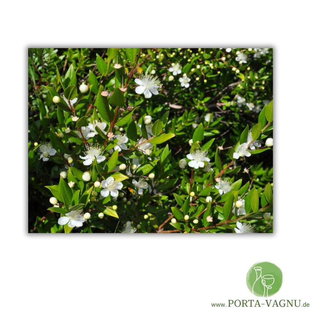 Mirto Verde di Muravera von Bresca Dorada